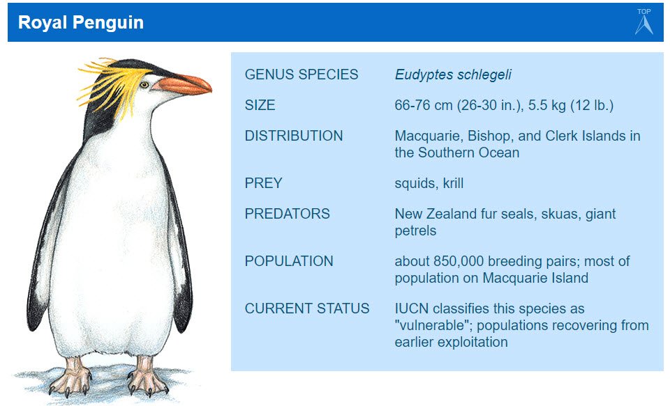 Rockhopper Penguin Facts