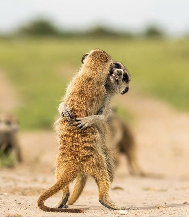 Meerkats In Love