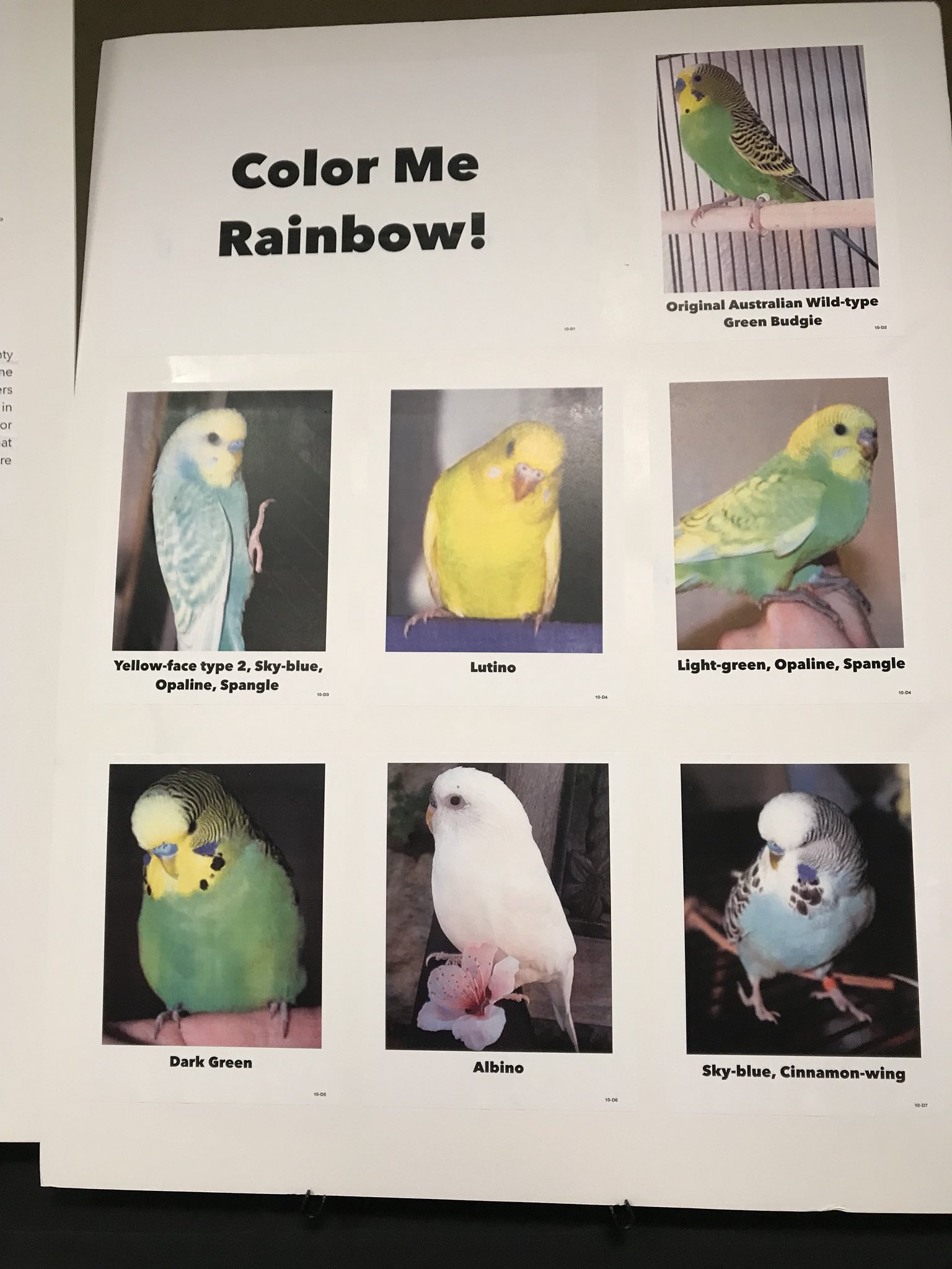 Budgie Color Mutations