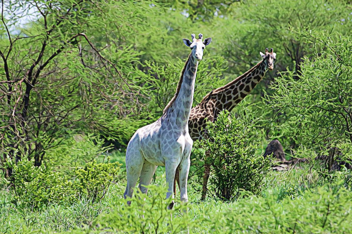 Leucistic Giraffe