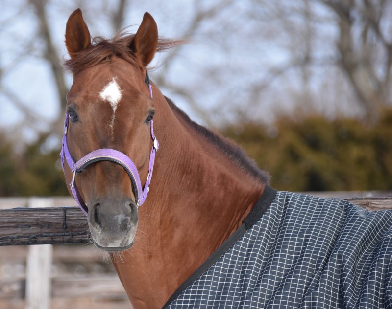 パカパカ工房 On Twitter 【ブリーダーズssの種牡馬達①】コパノリッキー8歳。まだ移動して来たばかりなので小さ目の放牧地ですが