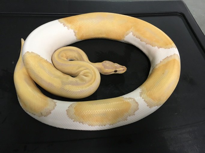 Dreamsicle Ball Python