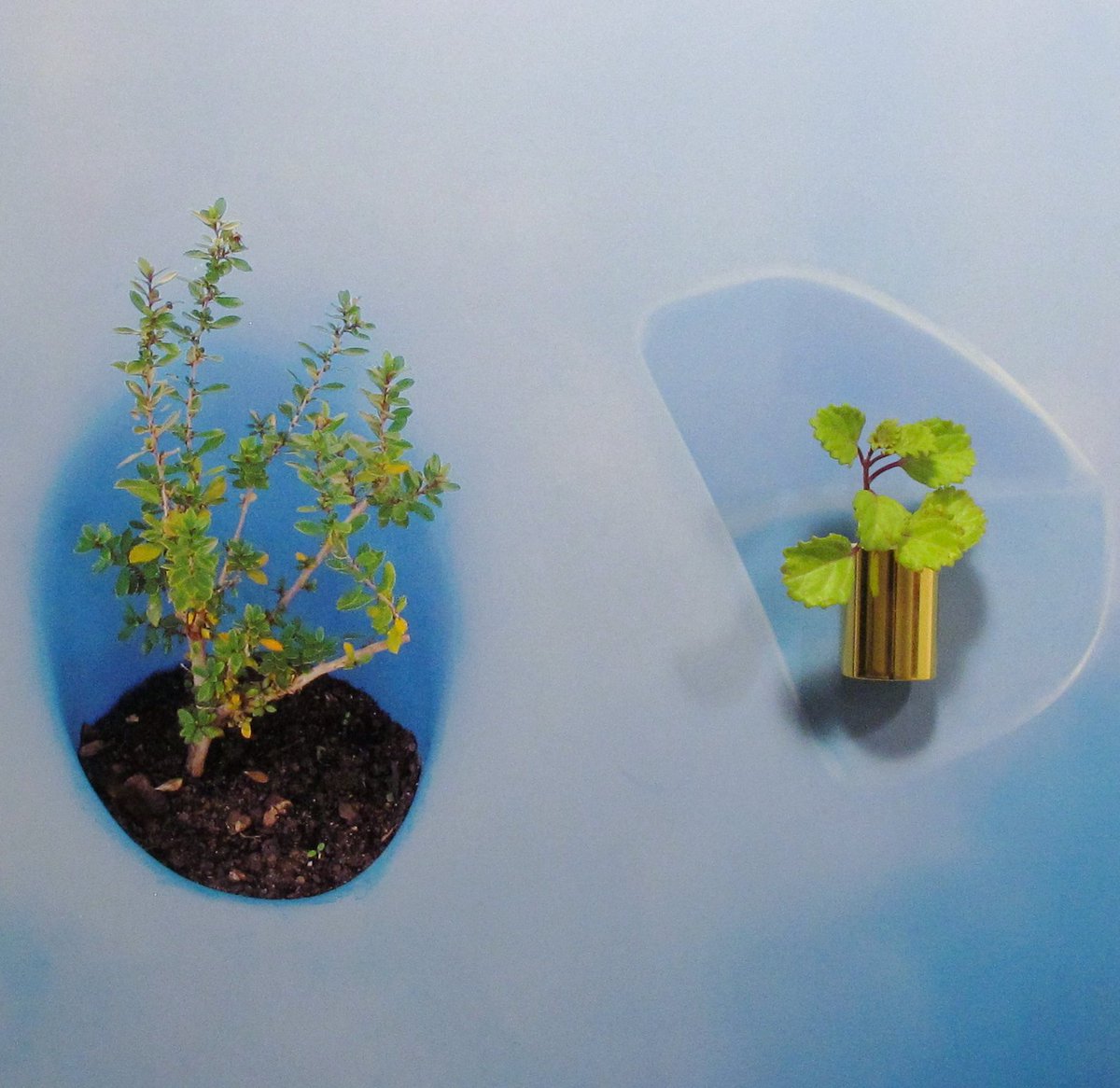 BióArte | idear, imaginar y posibilitar alternativas