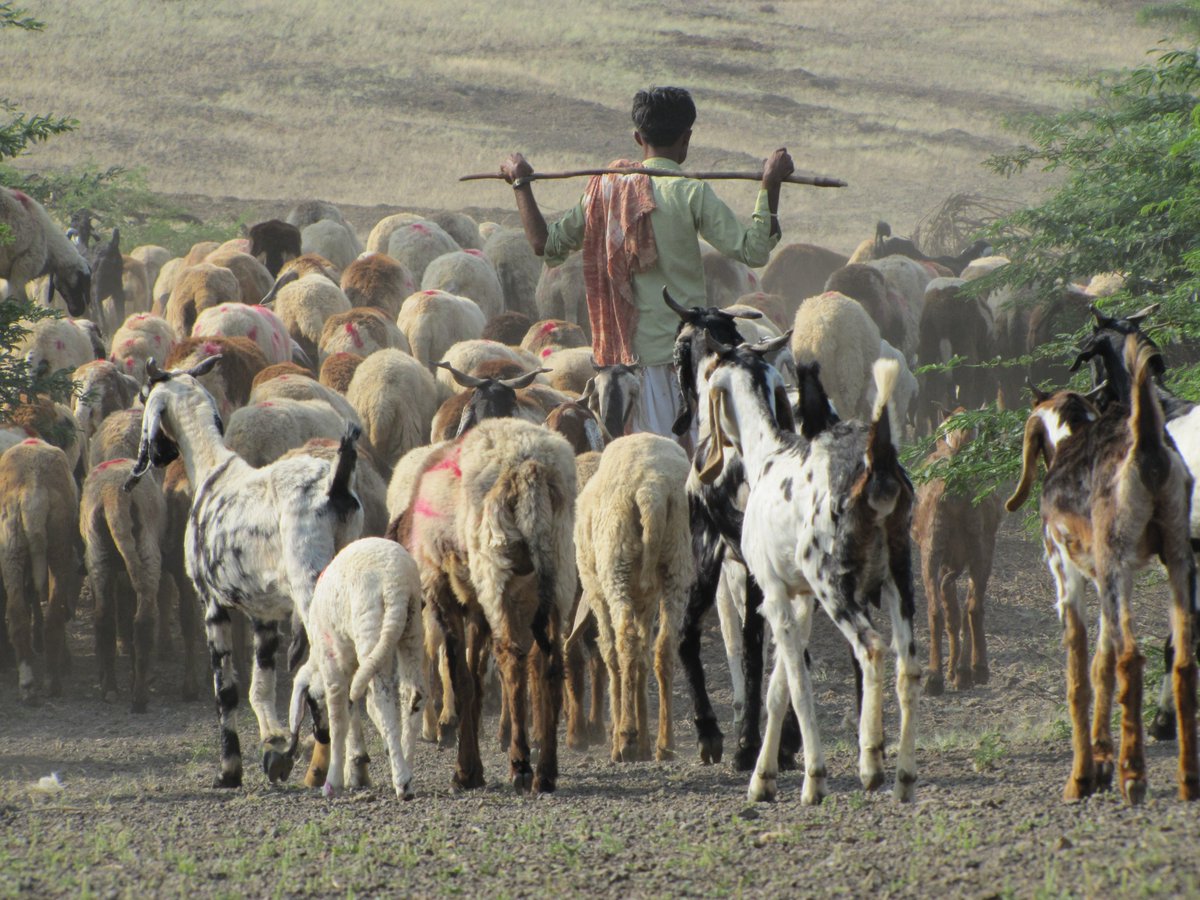 Nomadic Herding Africa