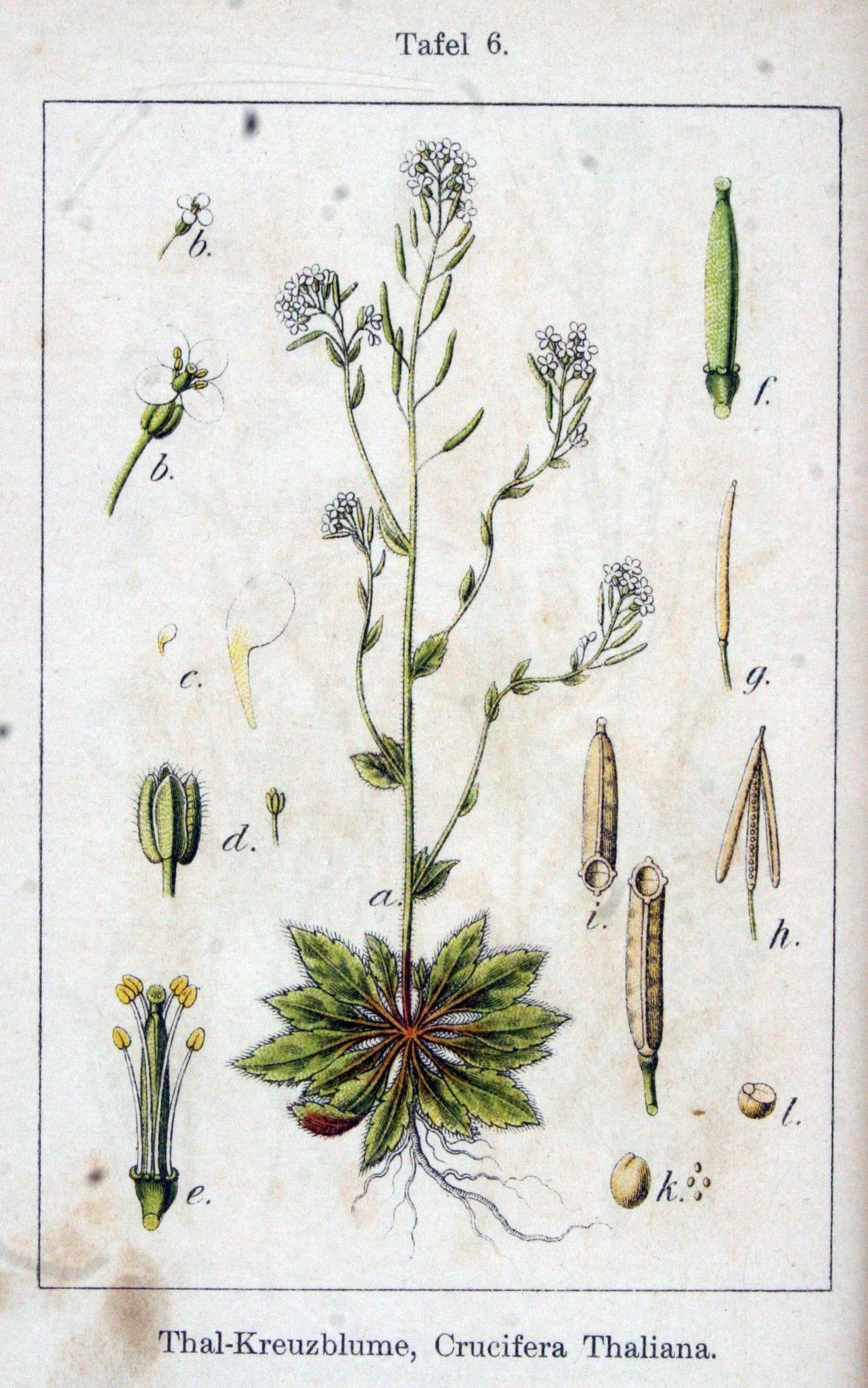 Arabidopsis Thaliana Life Cycle