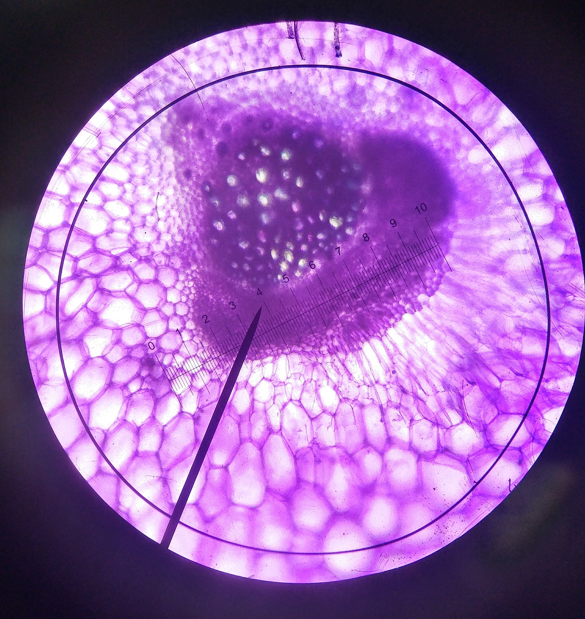 Celery Cells Under Microscope