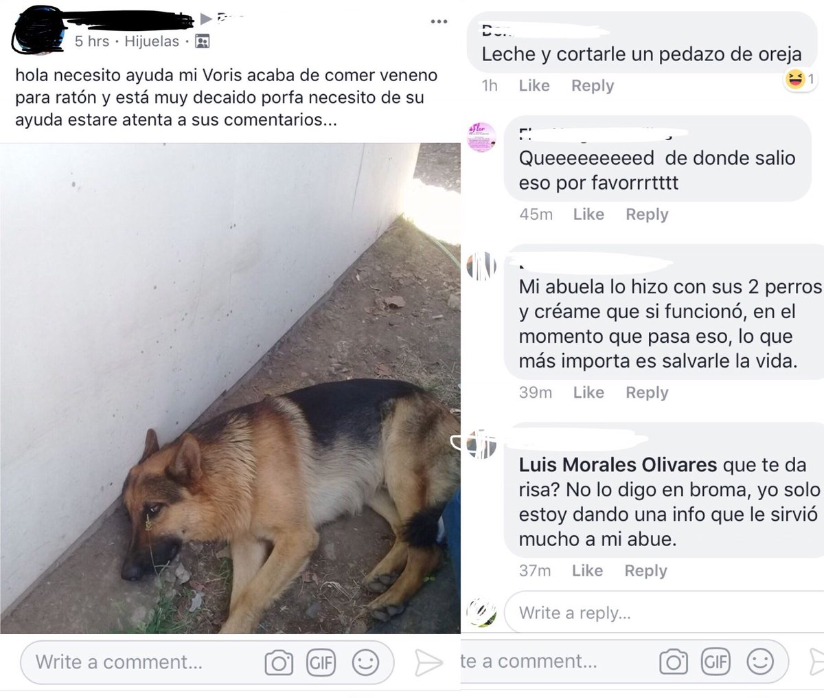 Cachorro Come Veneno De Rato - LIBRAIN