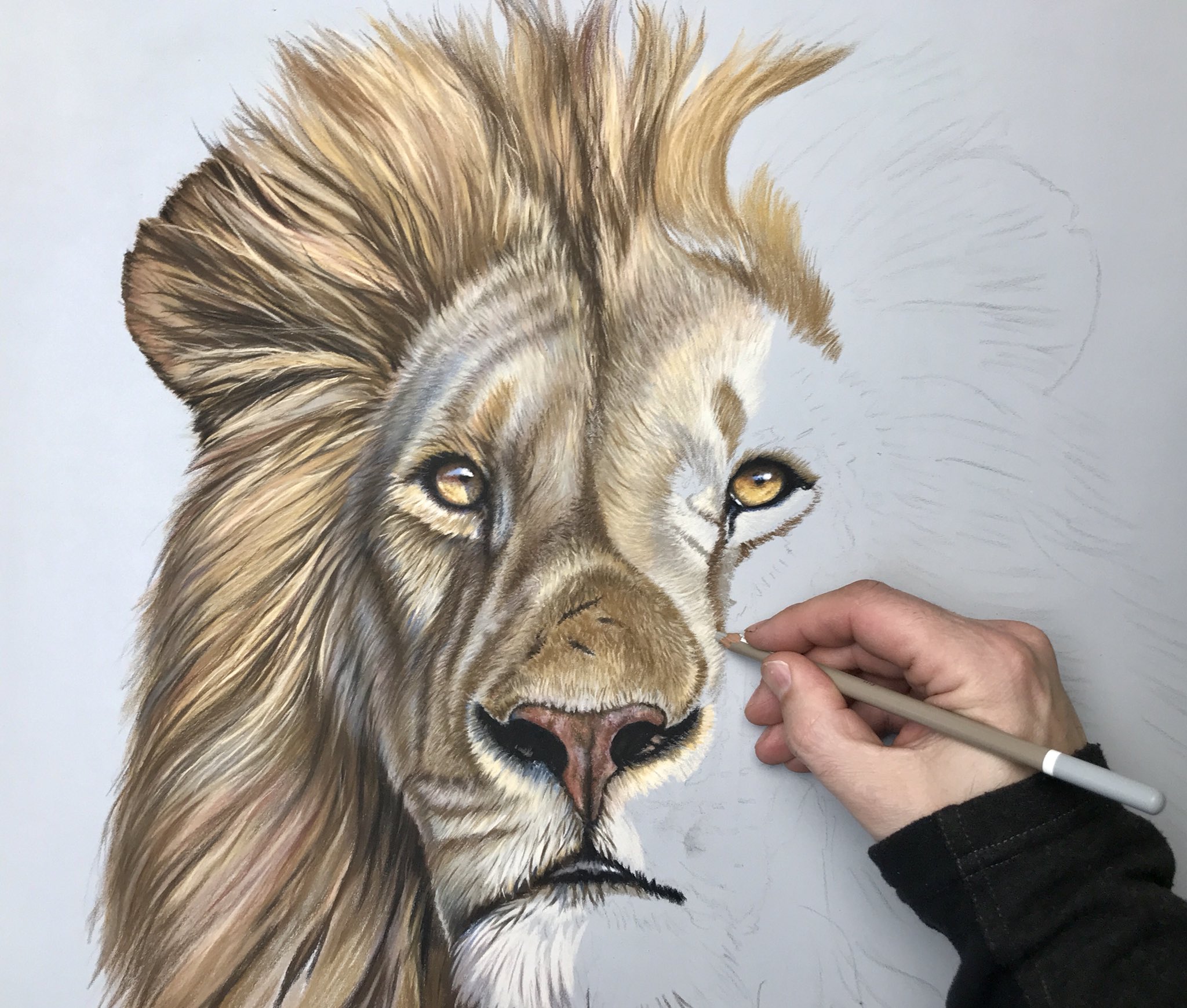 Realistic Lion Drawing With Color