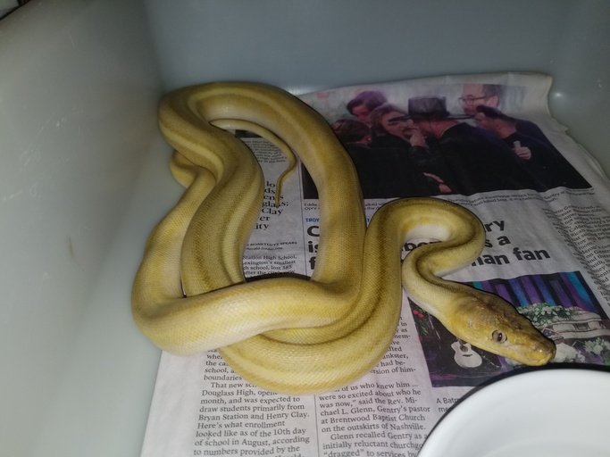 Albino Super Tiger Reticulated Python