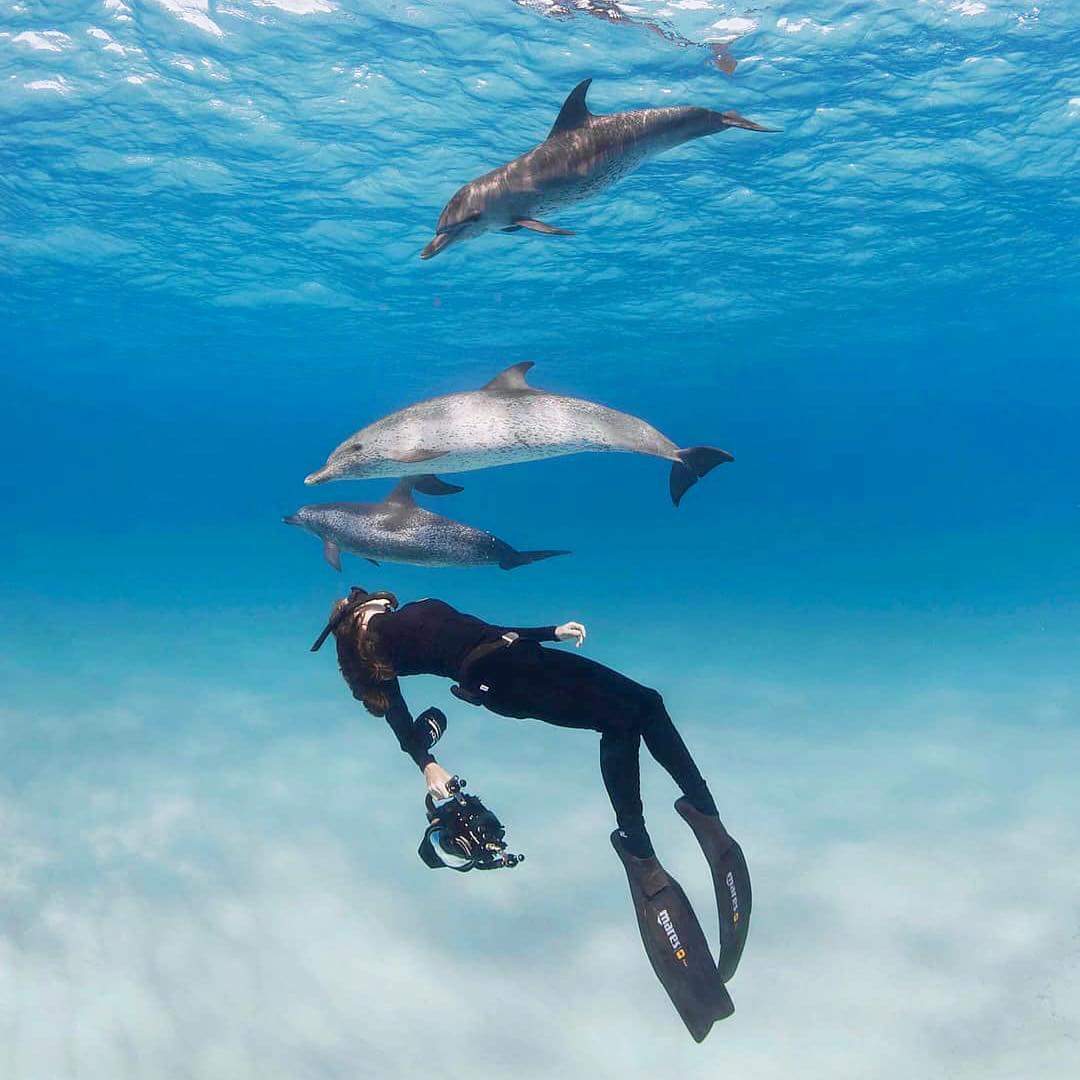 Scuba Diving With Dolphins