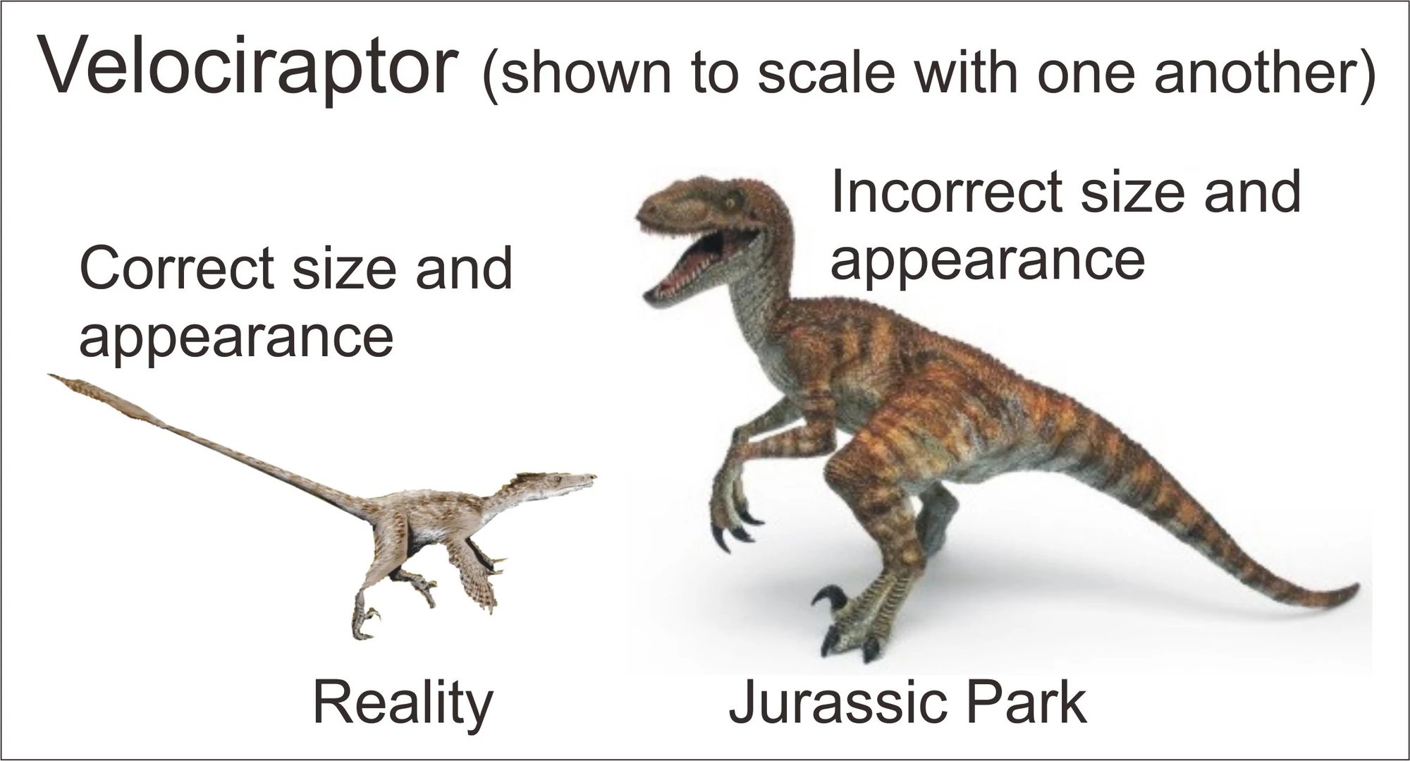 Velociraptor Size Comparison