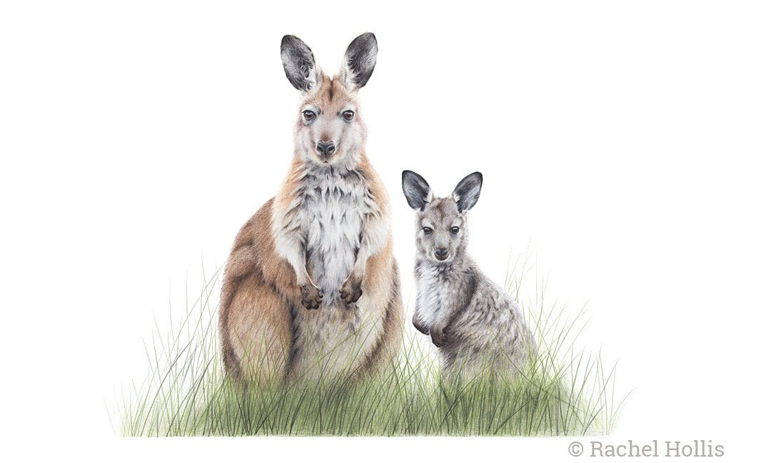 Kangaroo Joey Drawing