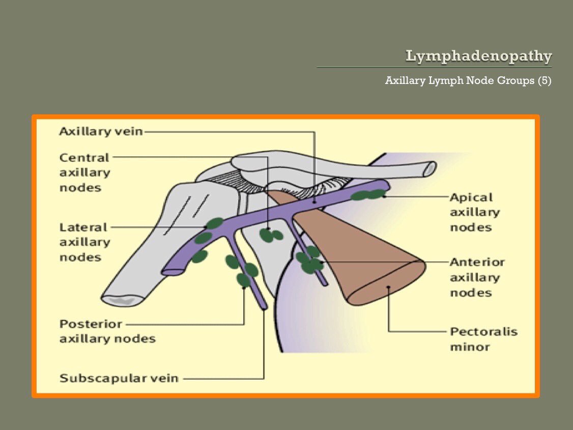 Posterior Axillary Lymph Nodes