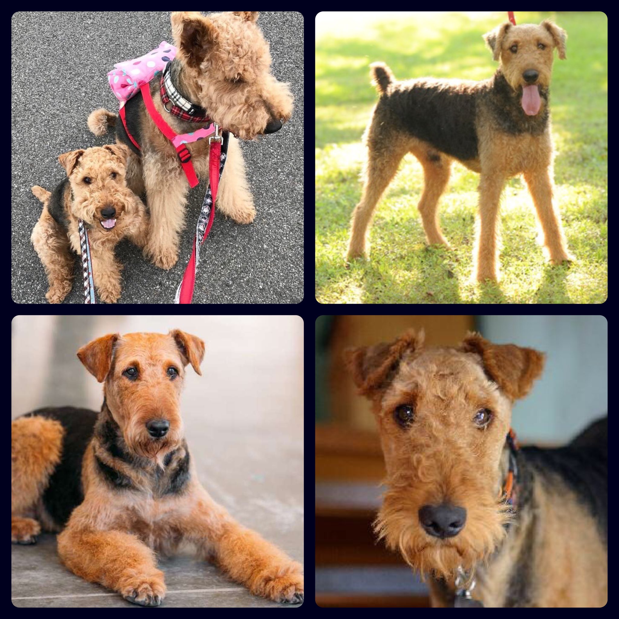 Are Airedales Hypoallergenic