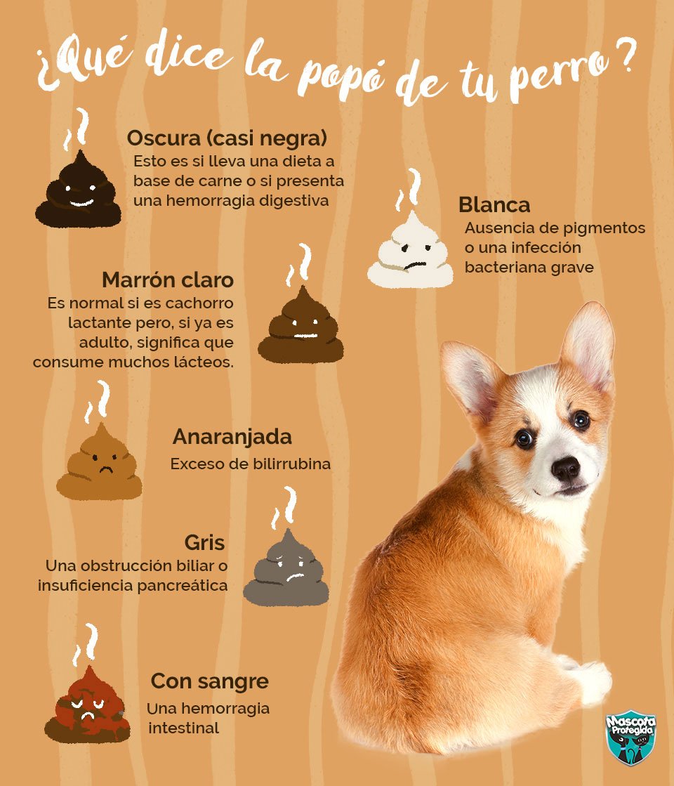 Lista 95+ Foto Como Es La Popo De Un Perro Con Parvovirus Mirada Tensa