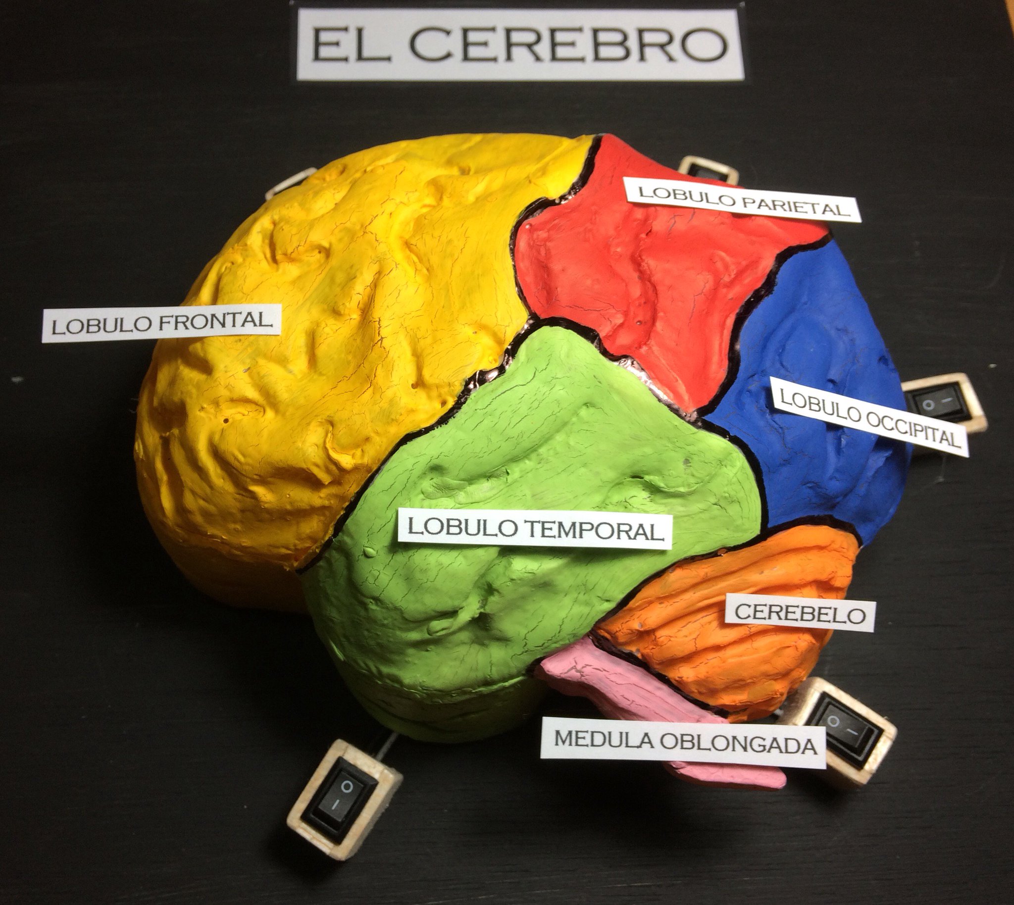 Esquema Del Cerebro Humano Cerebro Diagramas : Anatomía Normal