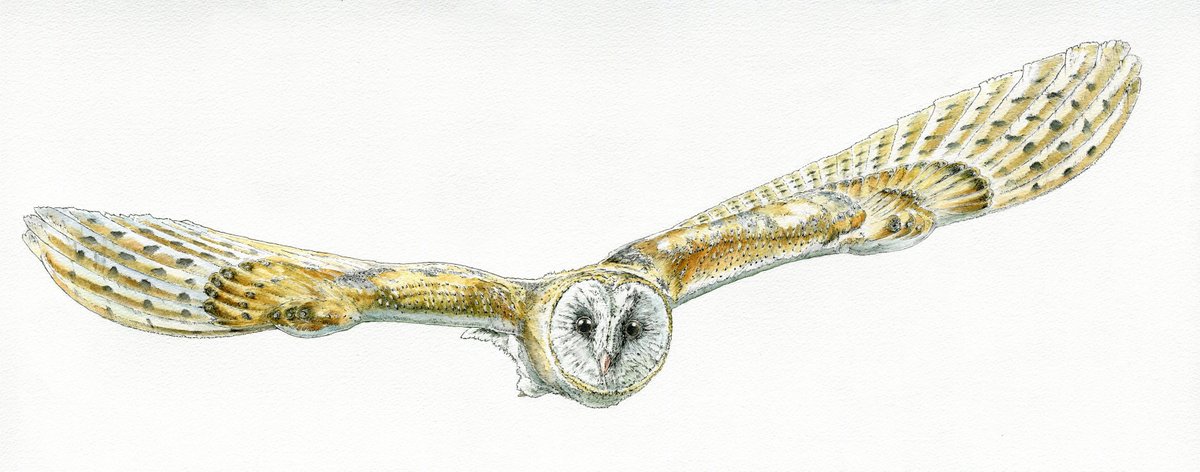 Flying Barn Owl Drawing