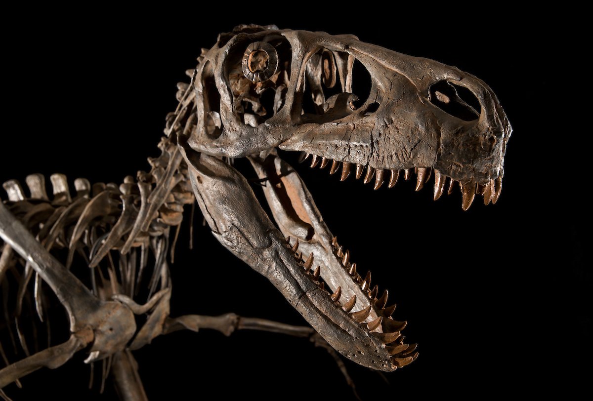 Utahraptor Skeleton