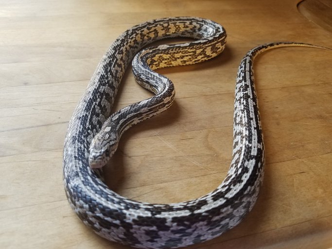 Anery Tessera Corn Snake