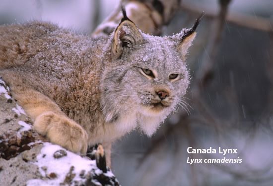 Lynx Ears