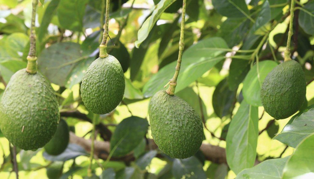 How avocadoes went from prehistoric fruit to super bowl staple ...