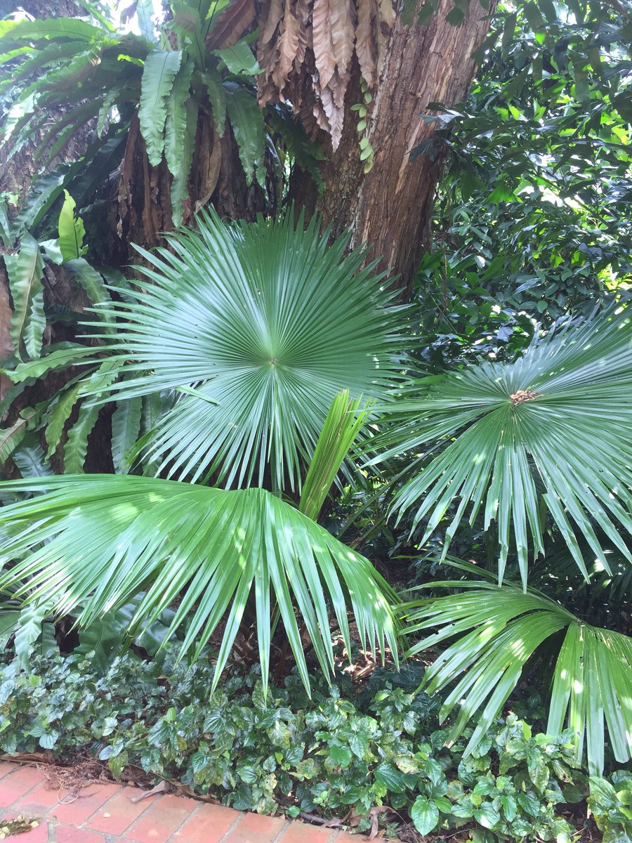 Pambansang Dahon Ng Pilipinas