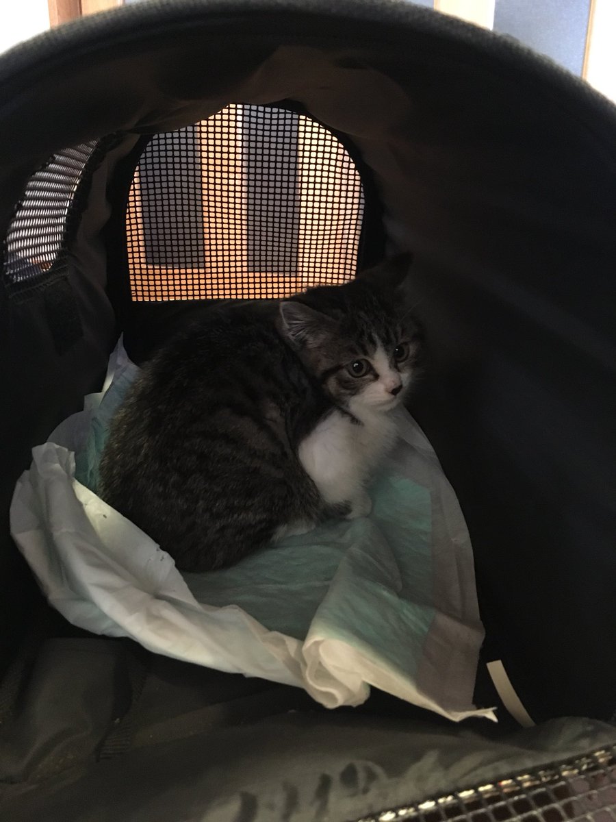 マフティー (@mafty_0080) | Twitter