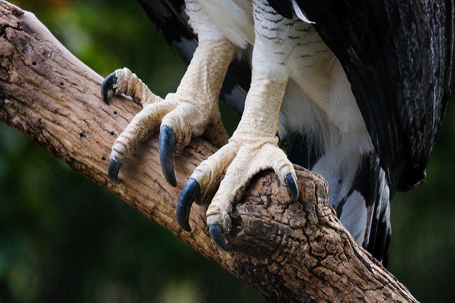 Harpy Eagle Talons