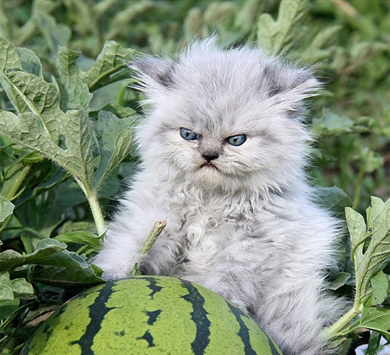 Angry Watermelon Cat