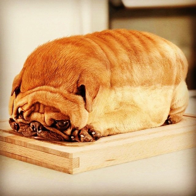 A Dog Thats Look Like Bread
