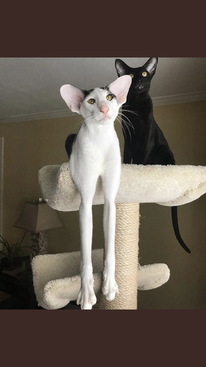 Behold the Goblin Cat : r/tumblr