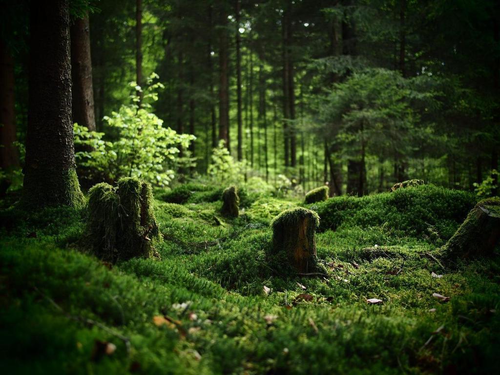 Forest Floor Photography