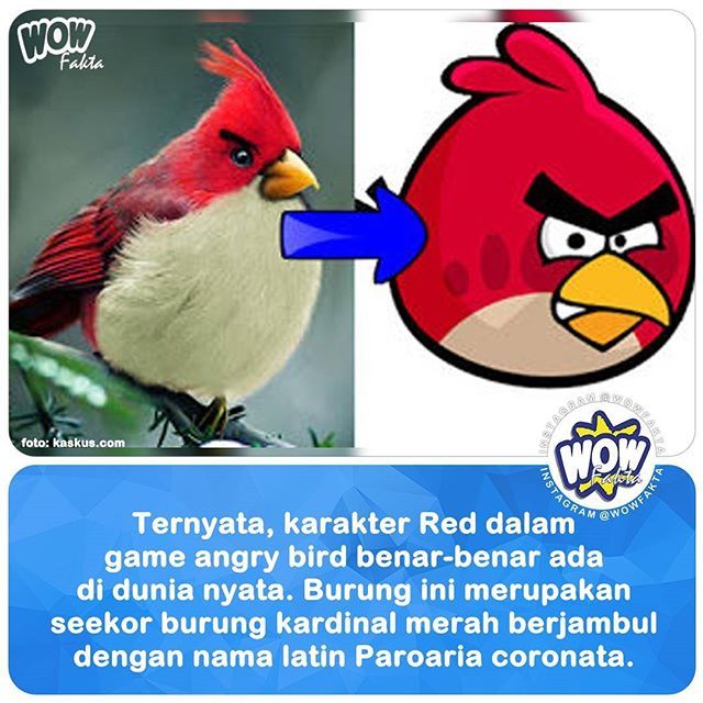 Burung Angry Bird Yang Asli
