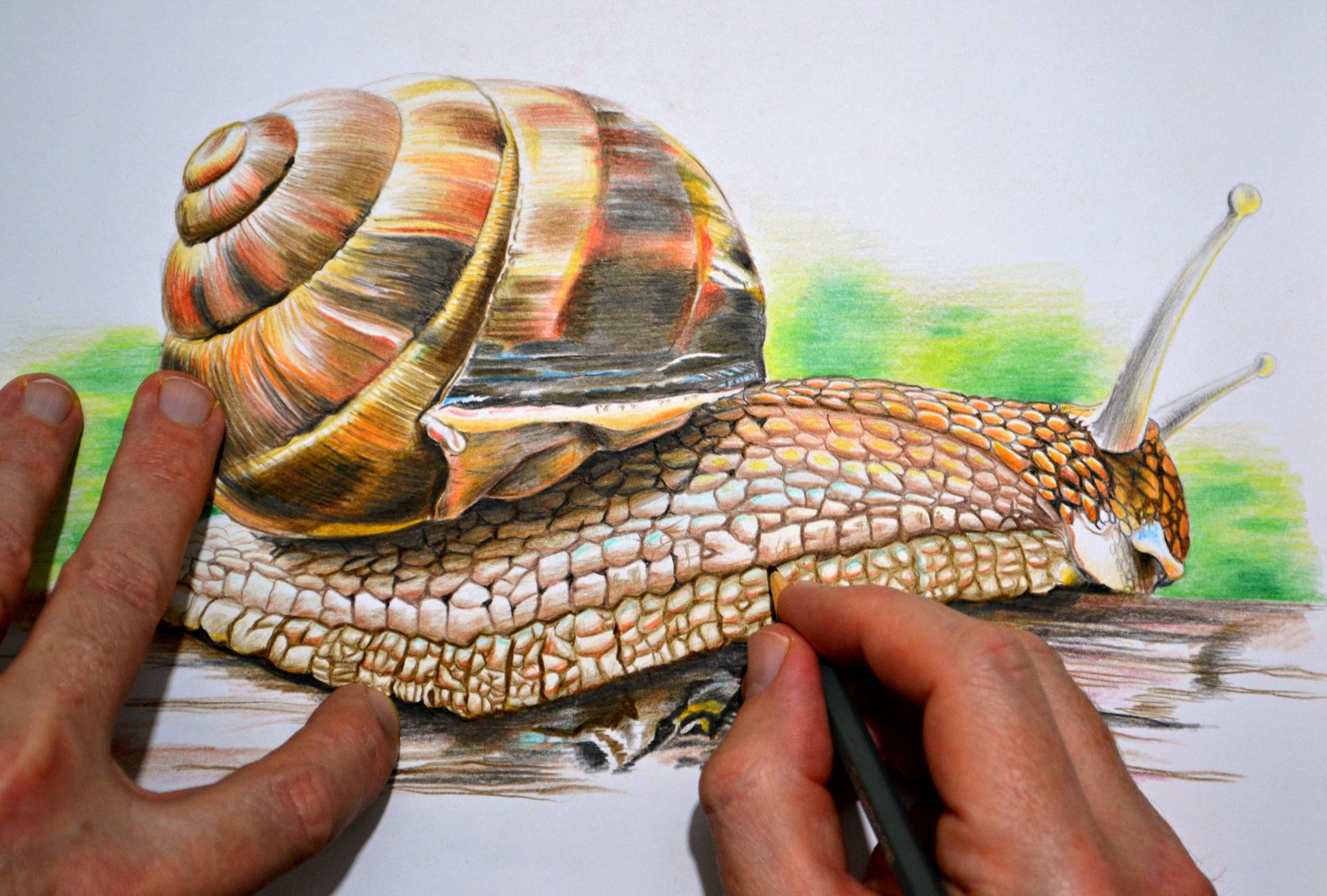 Snail Shell Sketch