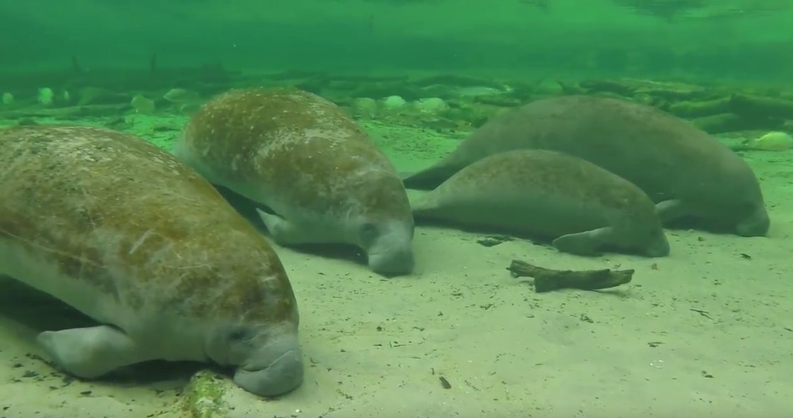 Manatees Sleeping