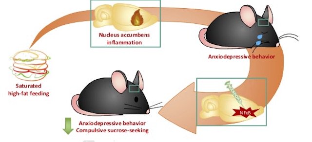 Nucleus Accumbens Mouse