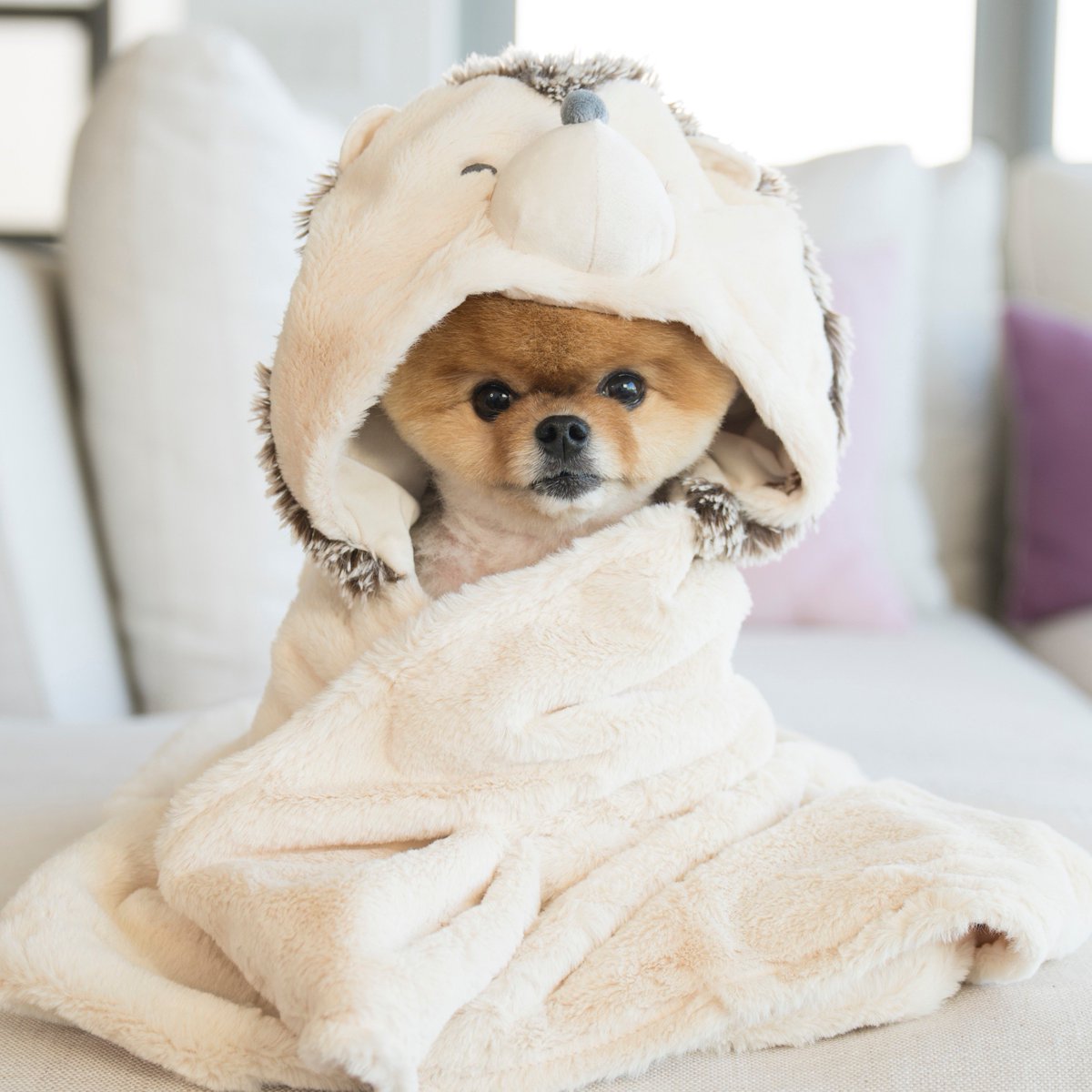 jiffpom @jiffpom Timeline, The Visualized Twitter