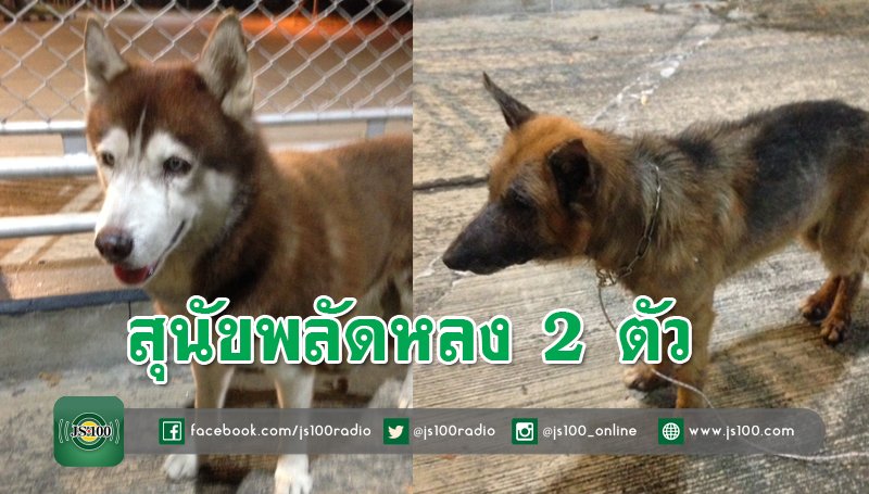 JS100 on Twitter: "สุนัขพลัดหลง 2 ตัว ผู้ใดเป็นเจ้าของติดต่อ จส.100 โทร *1808 หรือ 1137 https ...
