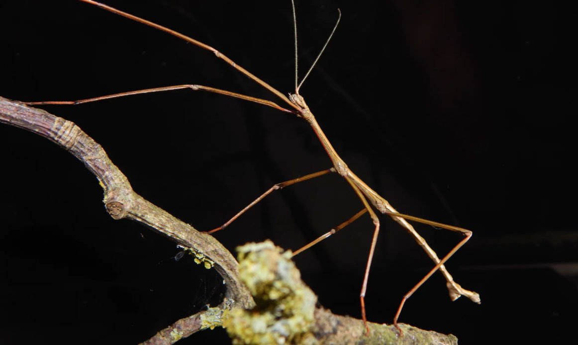 'Female only' stick insect native to New Zealand produces rogue male in ...