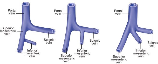 Superior Mesenteric Vein