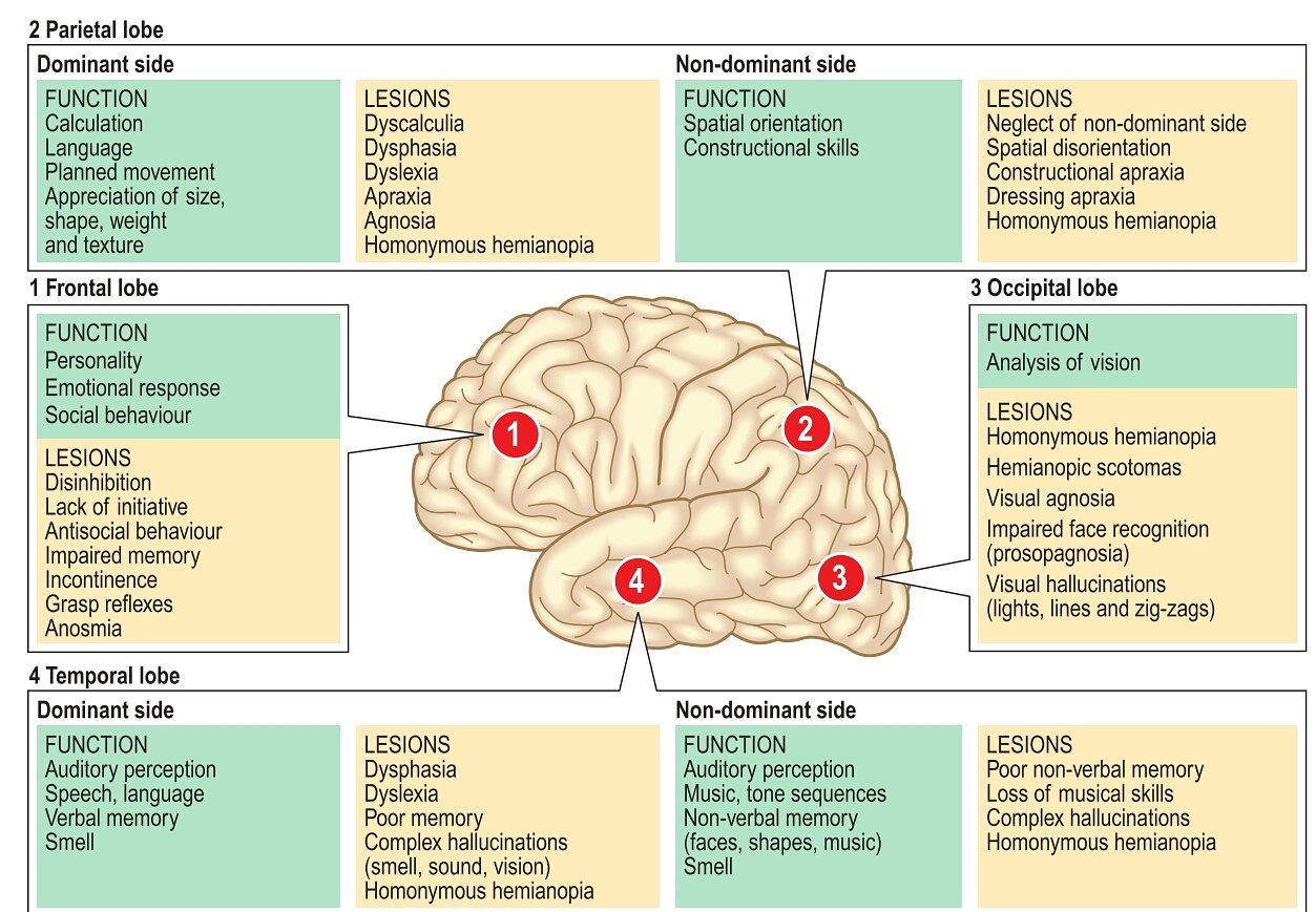 Brain Lobes And Functions