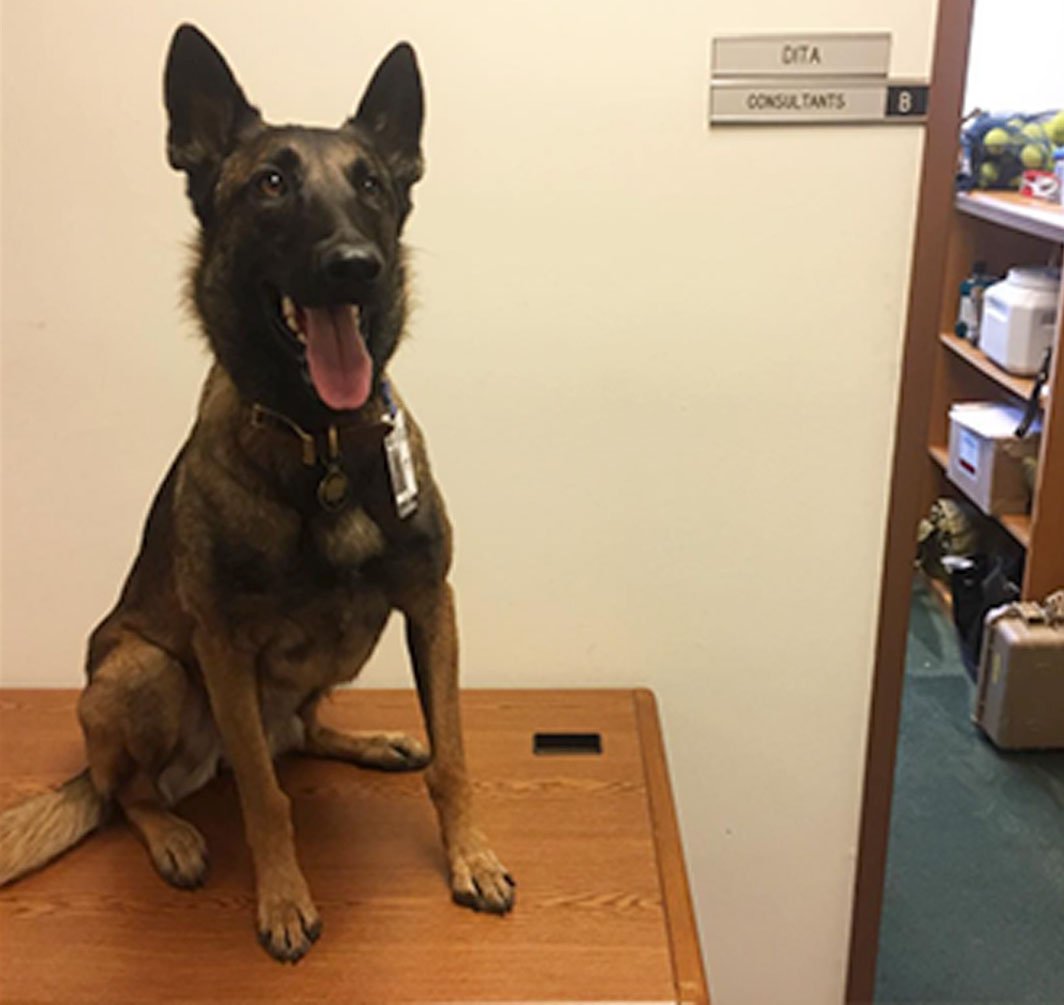 Whats The Dog Called In Seal Team