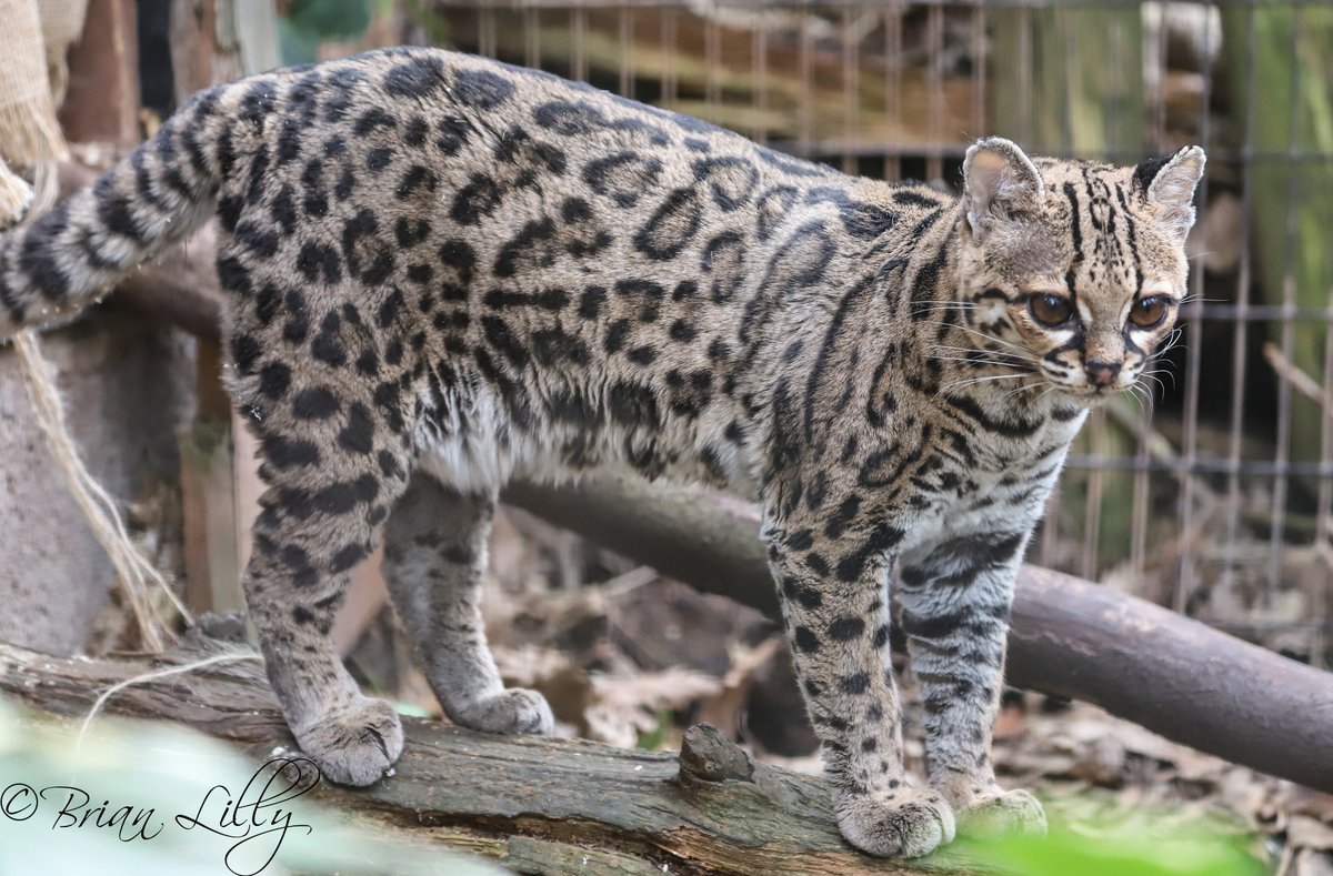 Margay Kitten