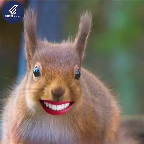 Squirrel Teeth Human