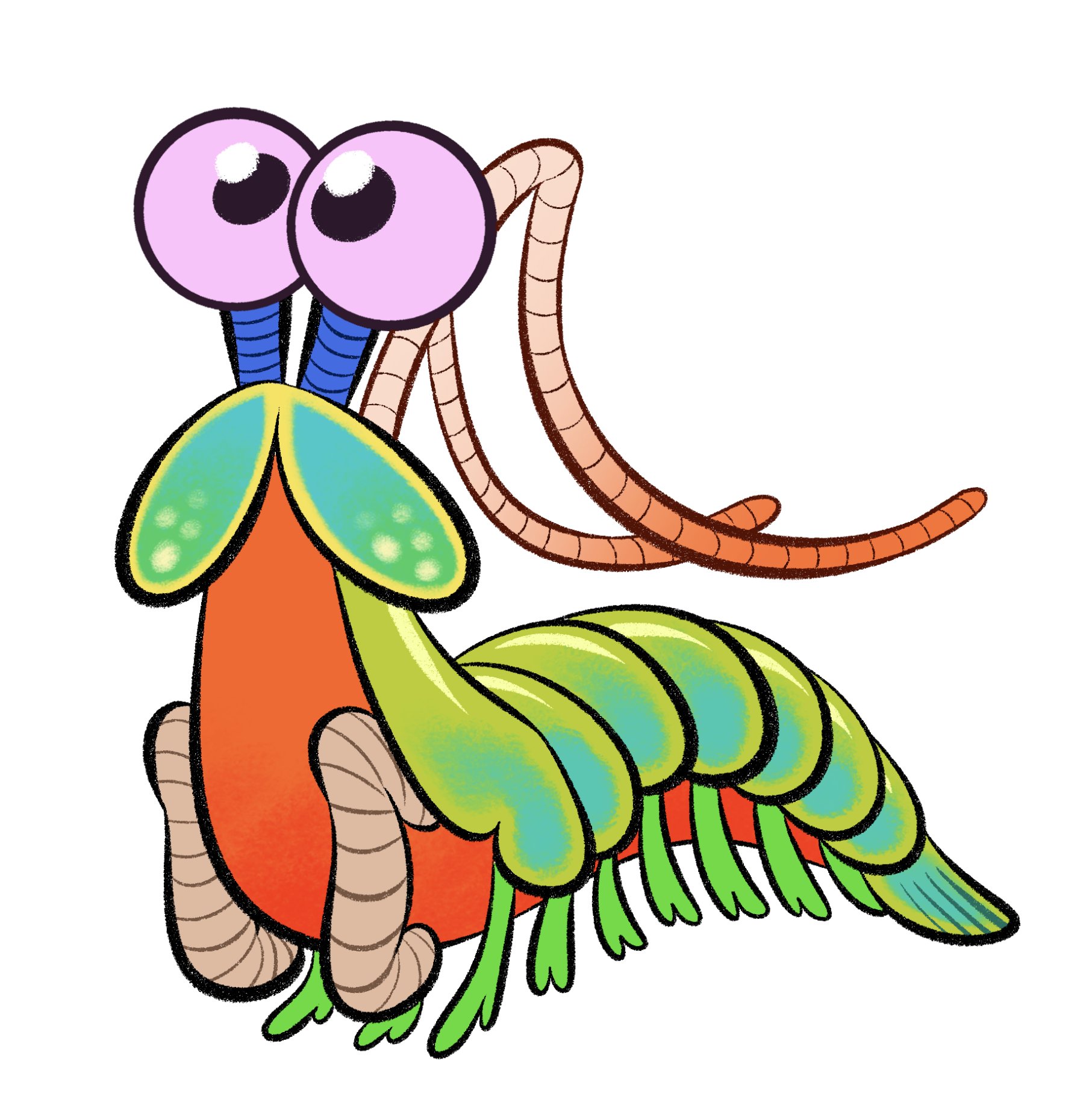 Peacock Mantis Shrimp Comic