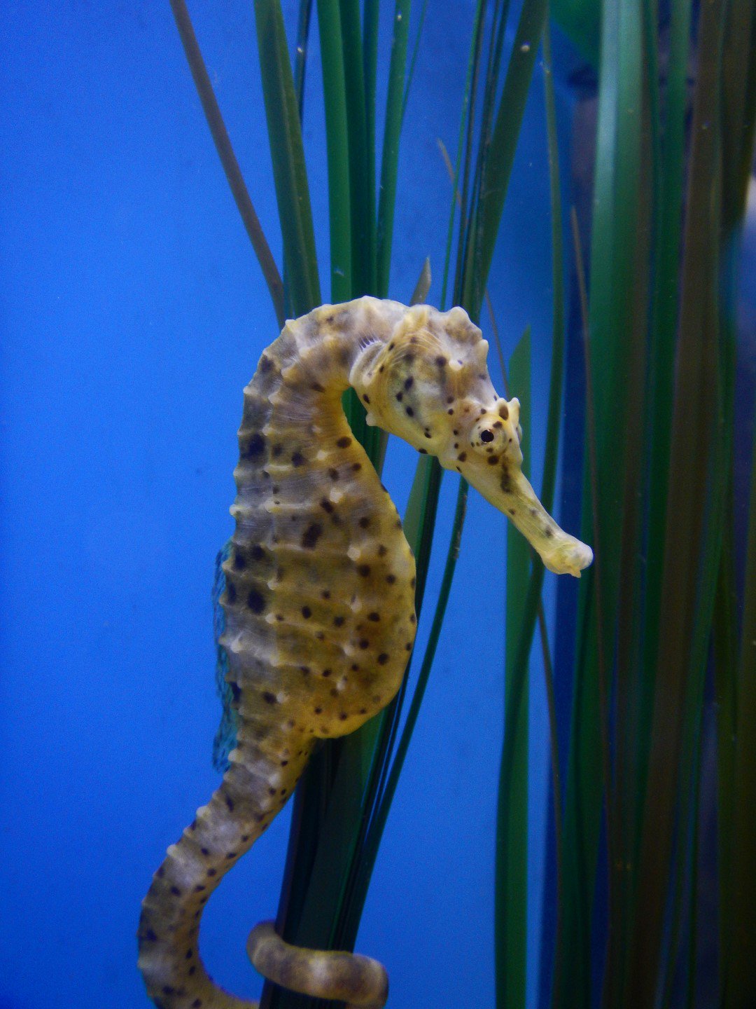 Biggest Seahorse In The World