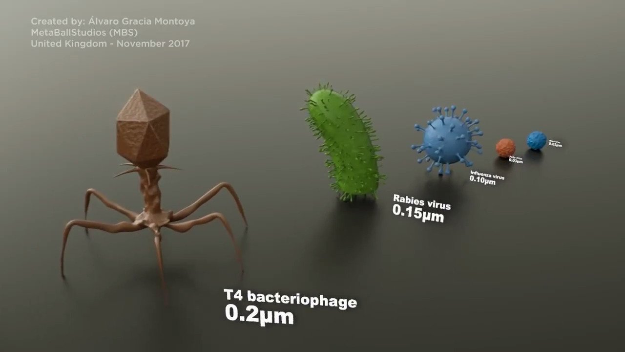 Tardigrade Size Comparison