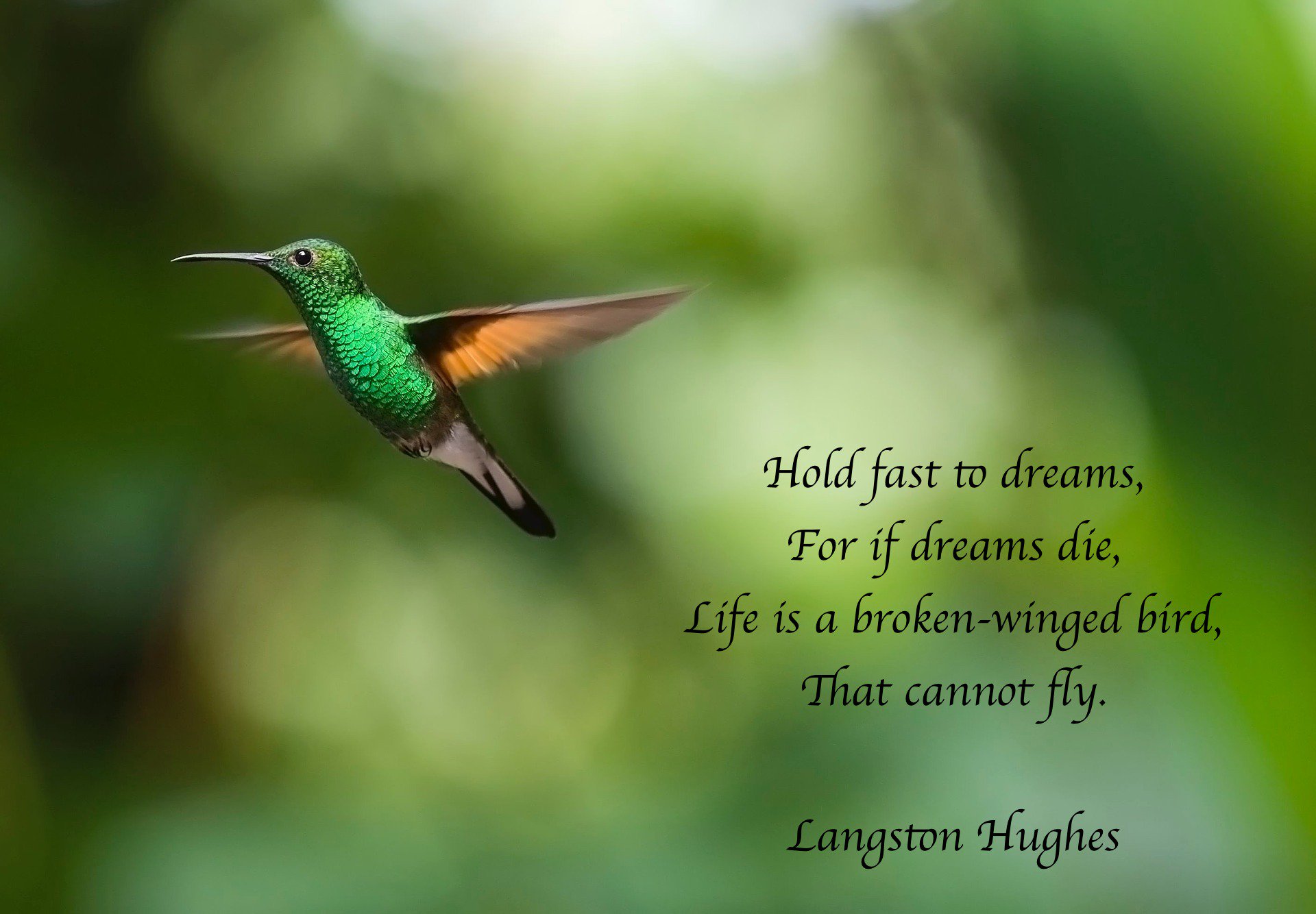Dying Bird Quotes