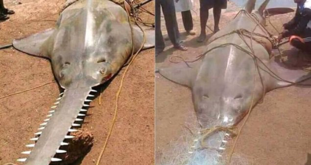 Weird Fish Caught Recently