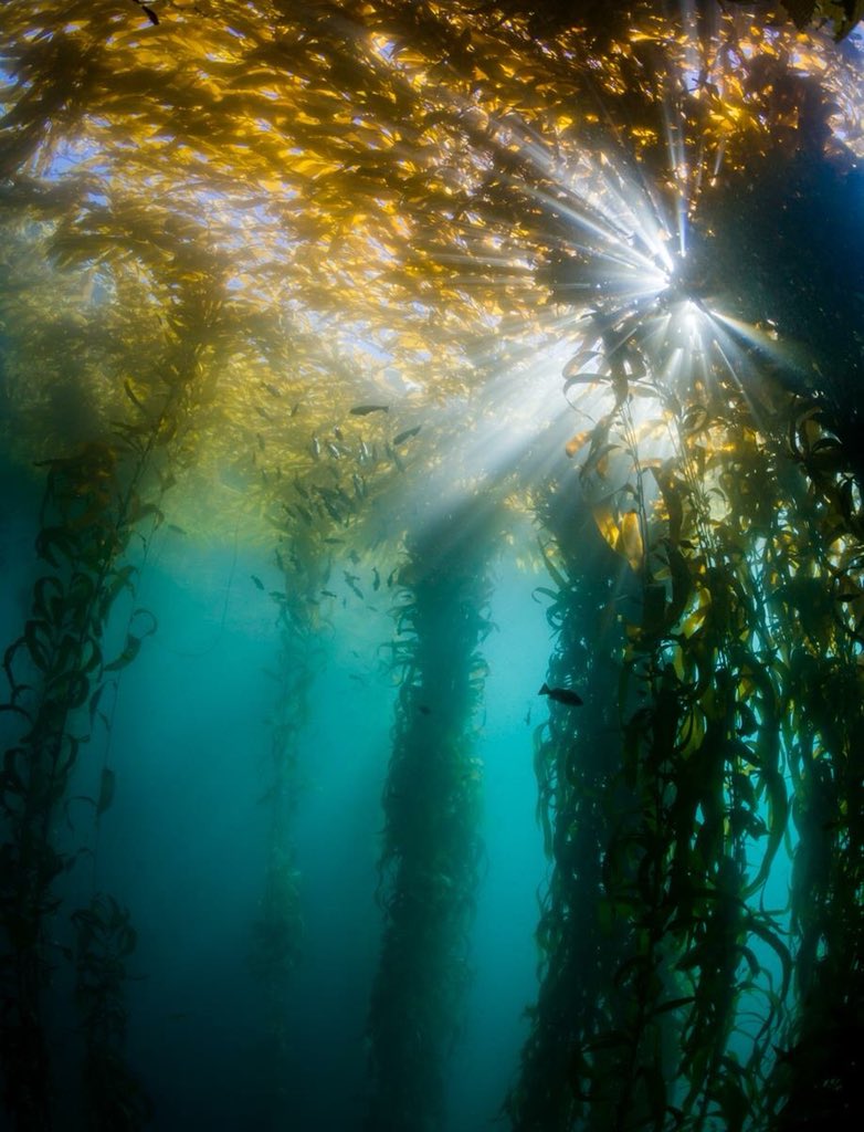 Macrocystis Microscope